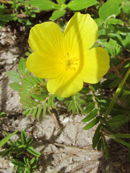 Puncture Weed | Project Noah