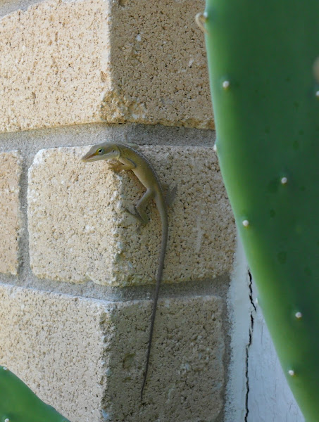 Green Anole Lizard | Project Noah