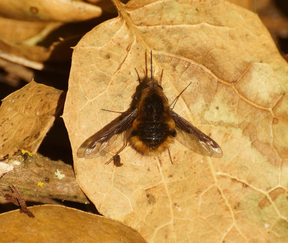 Large bee fly | Project Noah