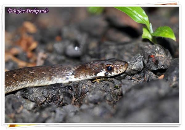 Checkered Kill-back | Project Noah