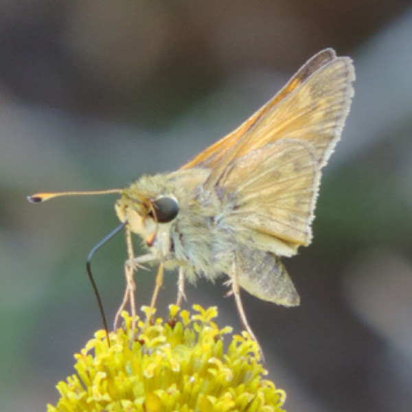 Sachem male | Project Noah