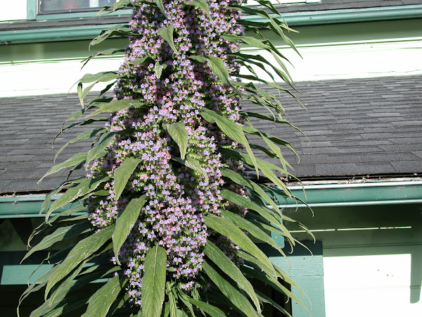 Tree Echium | Project Noah
