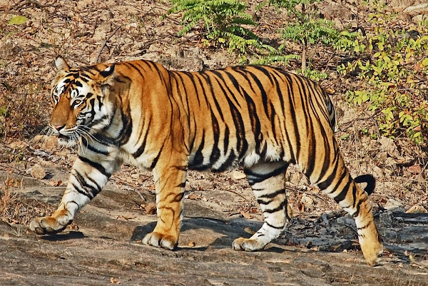 Royal Bengal tiger | Project Noah