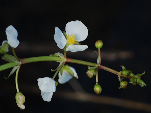 Broadleaf Arrowhead, Duck Potato, Indian Potato, or Wapato | Project Noah