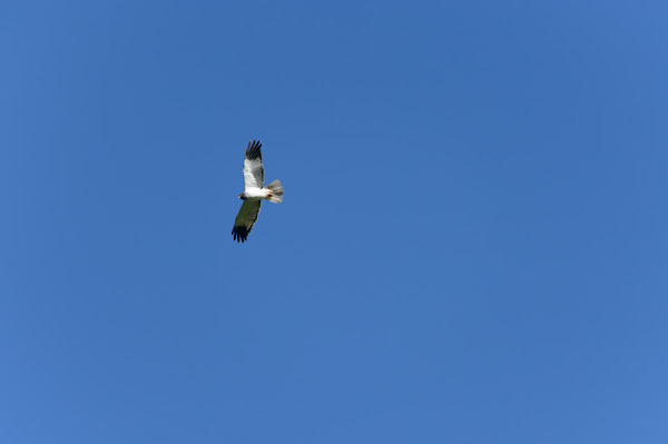 Réunion harrier | Project Noah