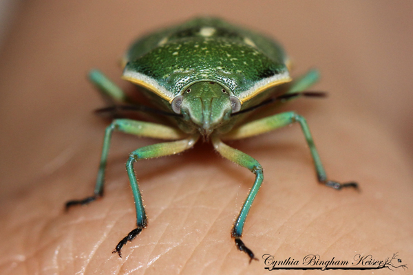 Say's Stink Bug | Project Noah
