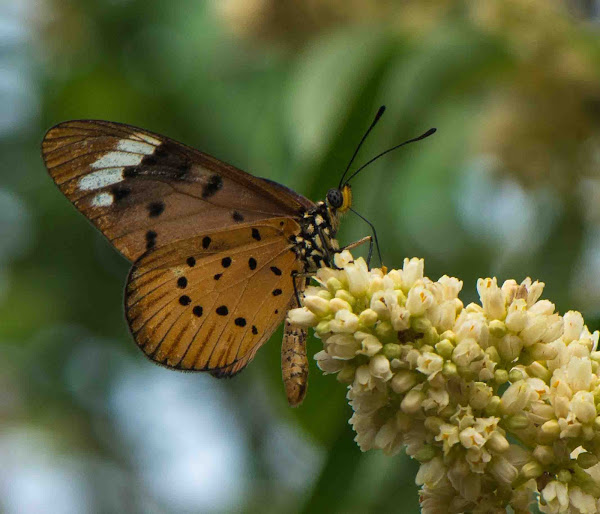 White-barred acraea | Project Noah