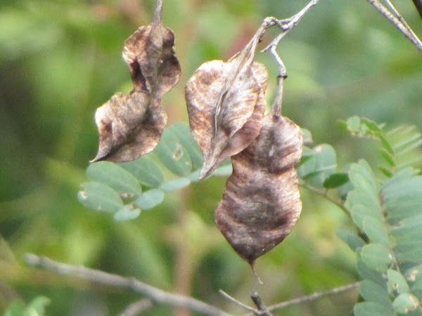 Rattle box tree | Project Noah