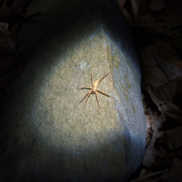 Nursery web spider | Project Noah