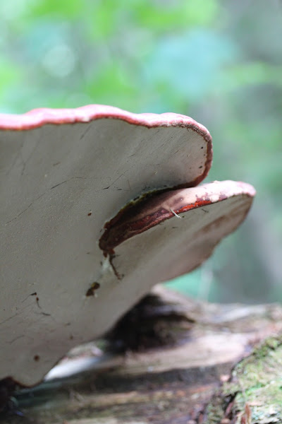 shelf fungi | Project Noah