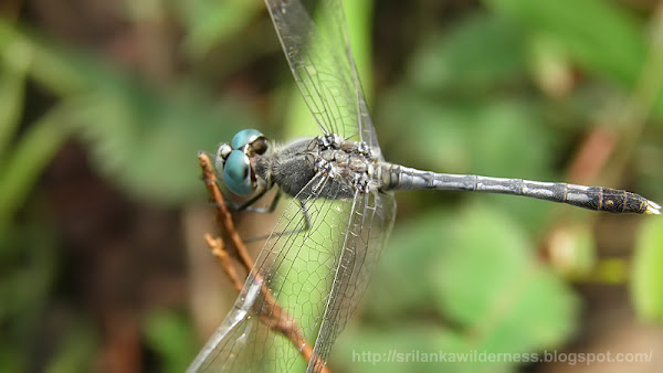 Chalky Percher | Project Noah