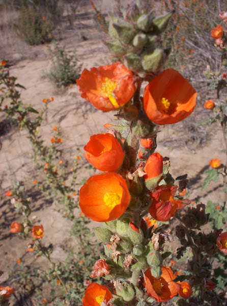Desert Globemallow or Apricot Mallow | Project Noah