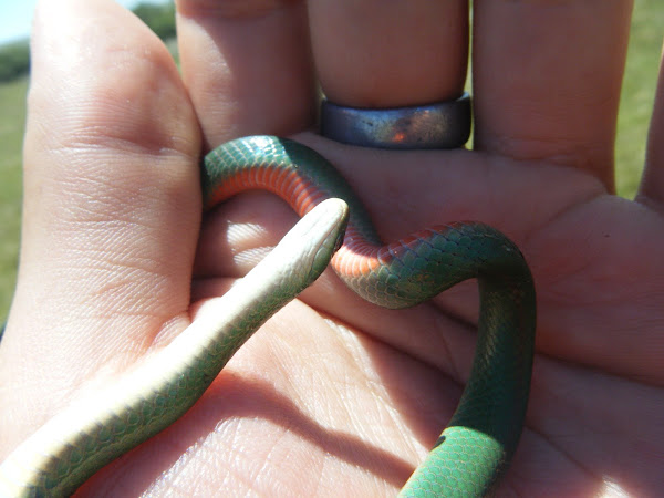 Culebra verde de vientre rojo - "jaeger's Ground snake" | Project Noah