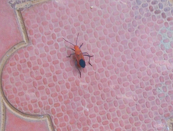 Cotton Stainer Bug | Project Noah