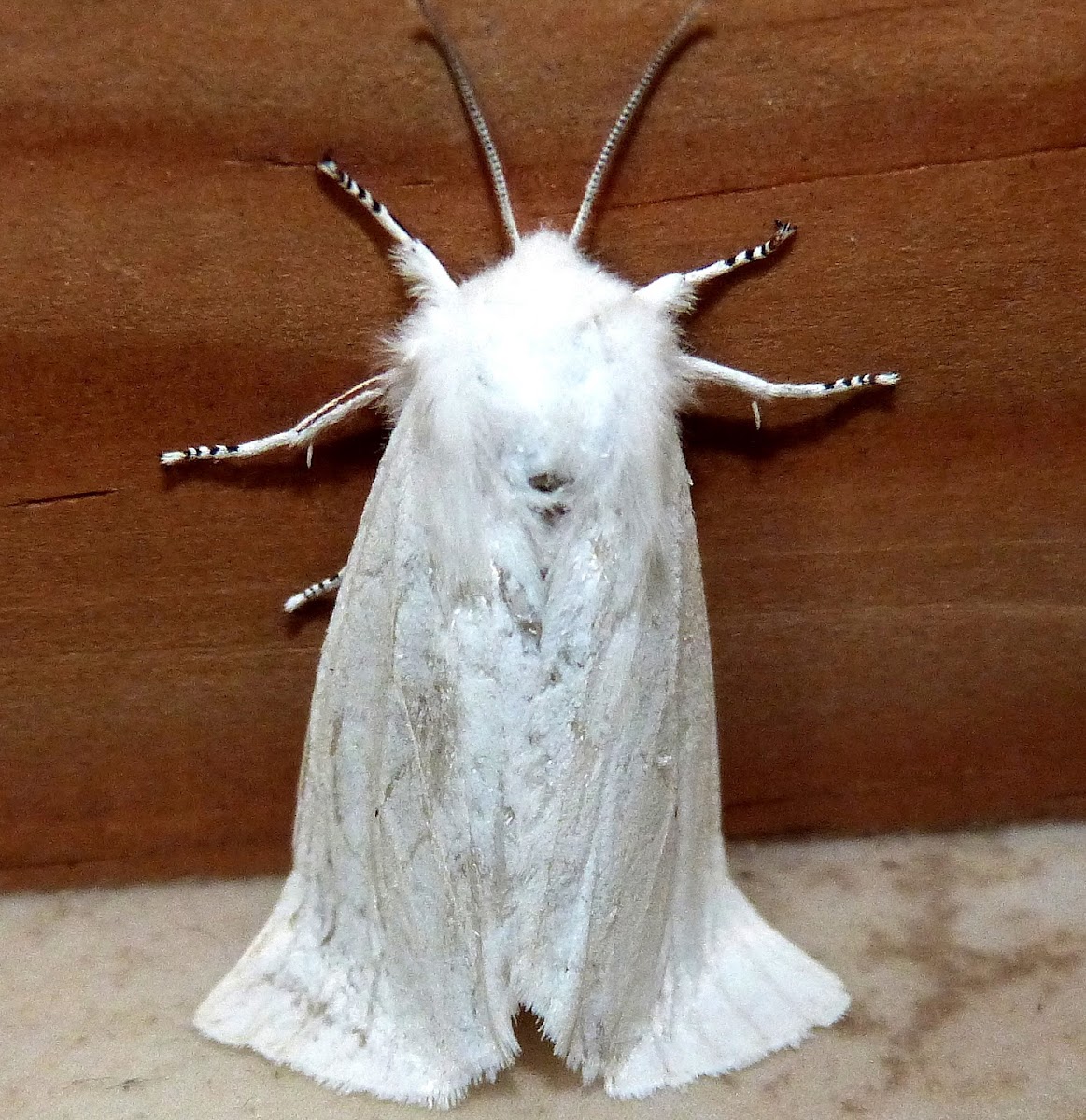 Virginian Tiger Moth | Project Noah