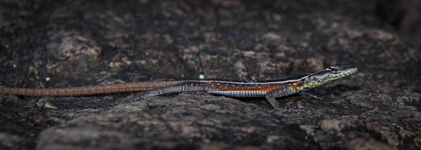 Lebombo flat lizard | Project Noah