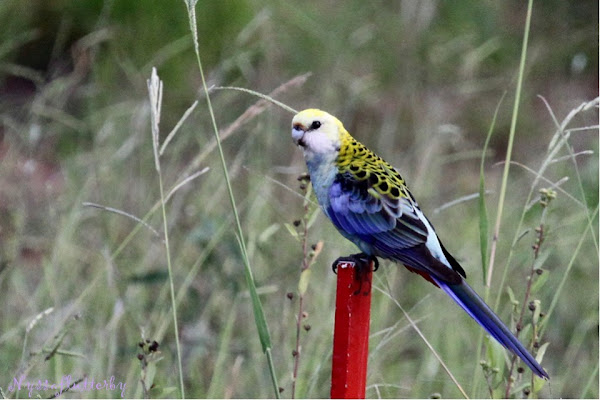 Pale-headed Rosella | Project Noah