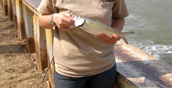 Skipjack Herring | Project Noah