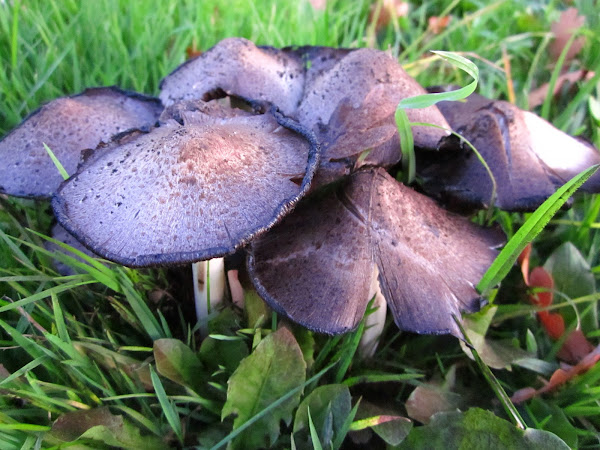 common ink cap or inky cap | Project Noah