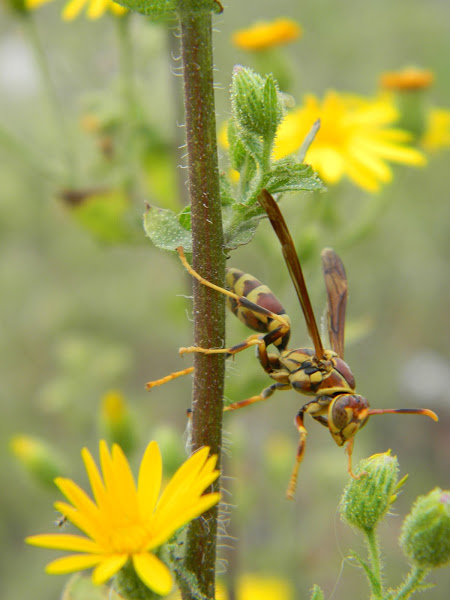 Common Paper Wasp | Project Noah