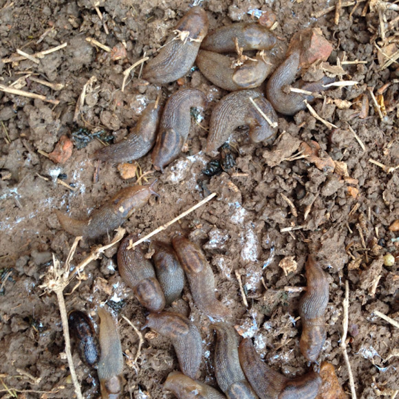 Common Garden Slug | Project Noah