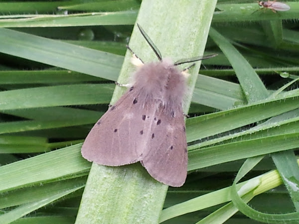 Muslin Moth | Project Noah
