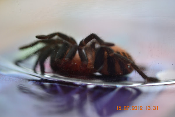 Costa Rica'n TIGER RUMP | Project Noah