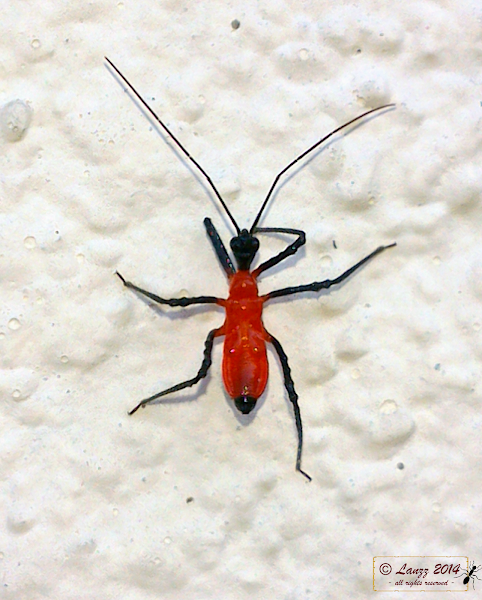 Assassin Bug - Nymph | Project Noah