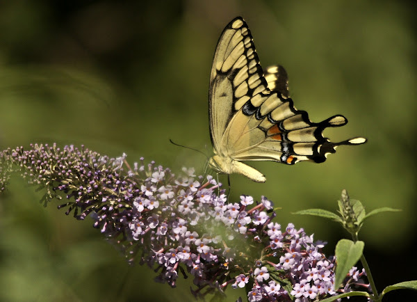Giant SwallowTail | Project Noah