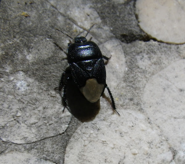 burrower bug | Project Noah