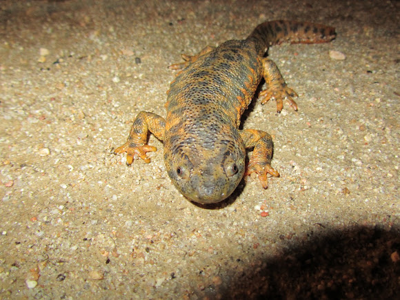 Iberian Ribbed Newt | Project Noah