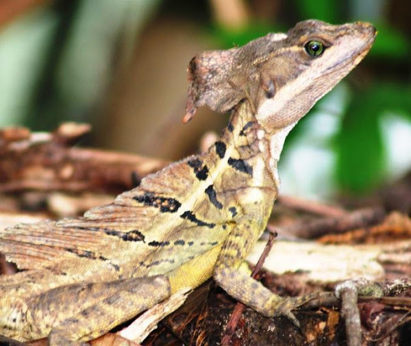 Basilisco, Lagarto de Jesucristo | Project Noah