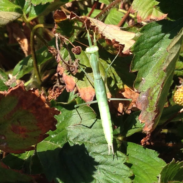European Mantis nymph | Project Noah