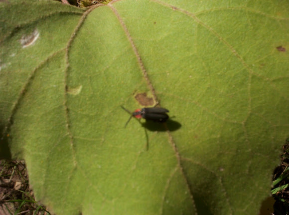 California Glowworm | Project Noah