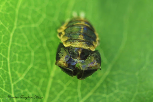 Multicolored Asian Lady Beetle Pupa | Project Noah