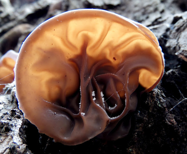 Jew's ear | Project Noah