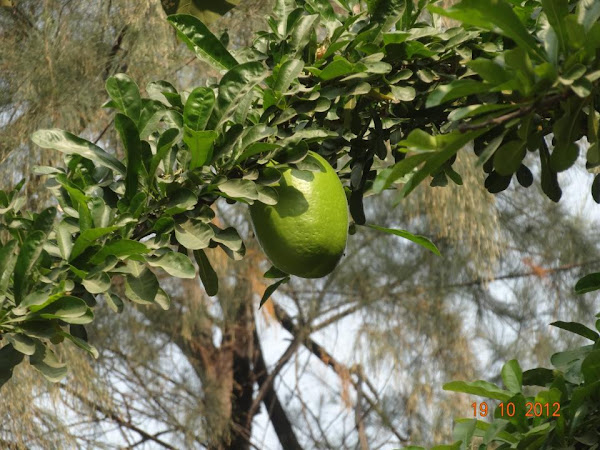 Calabash Tree | Project Noah