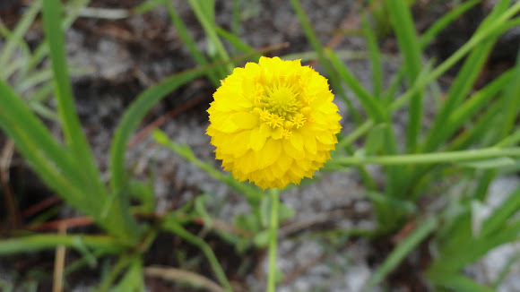 Yellow Milkwort | Project Noah