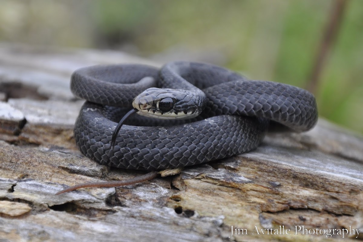 Black Racer | Project Noah