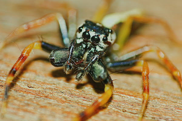 Large Jawed Jumping Spider | Project Noah