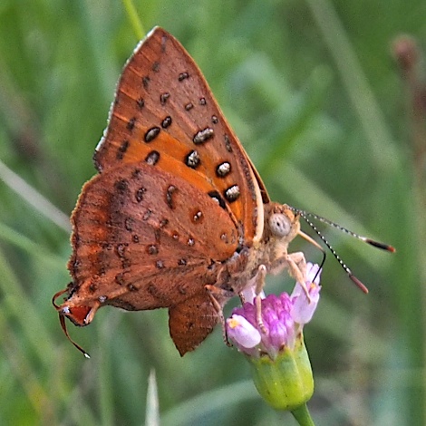 Common Scarlet | Project Noah