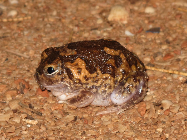 Desert Spadefoot Toad | Project Noah