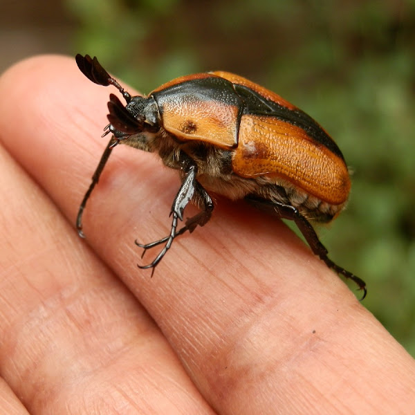 Cowboy Beetle | Project Noah