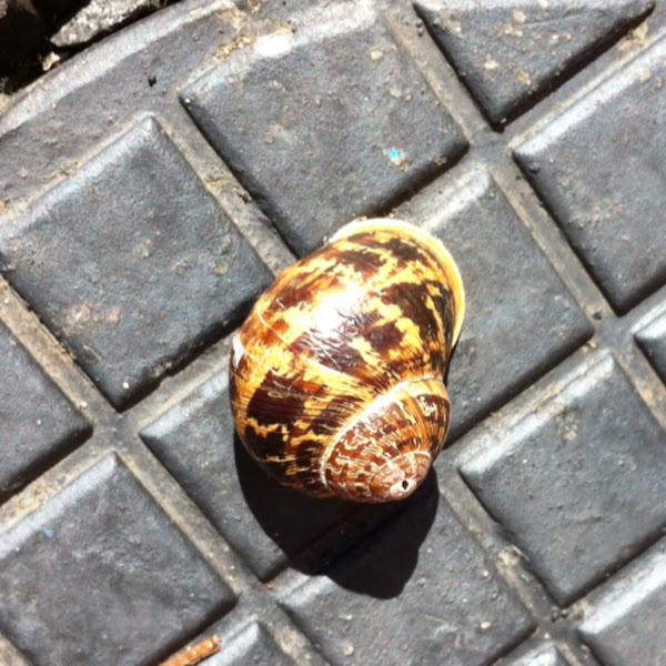 Snail | Project Noah