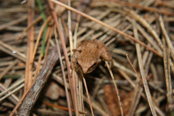 Northern Spring Peeper | Project Noah