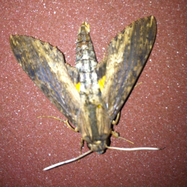 Alope Sphinx | Project Noah