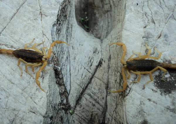 Alacrán | Project Noah