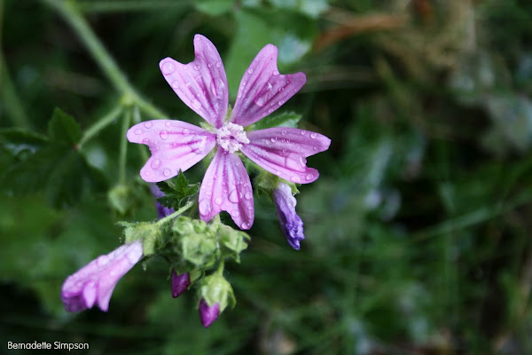 Mallow | Project Noah