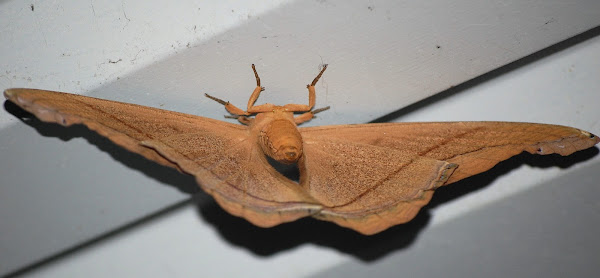 8 inch Moth | Project Noah