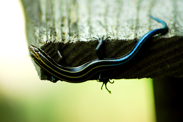 Blue Tailed Skink | Project Noah